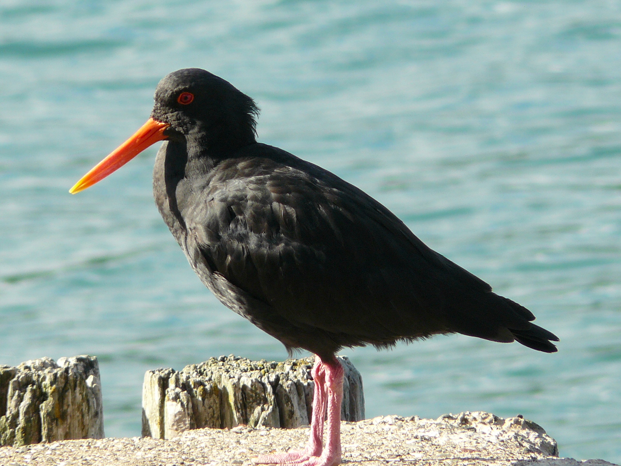 October 2022 Newsletter - Motuihe Trust