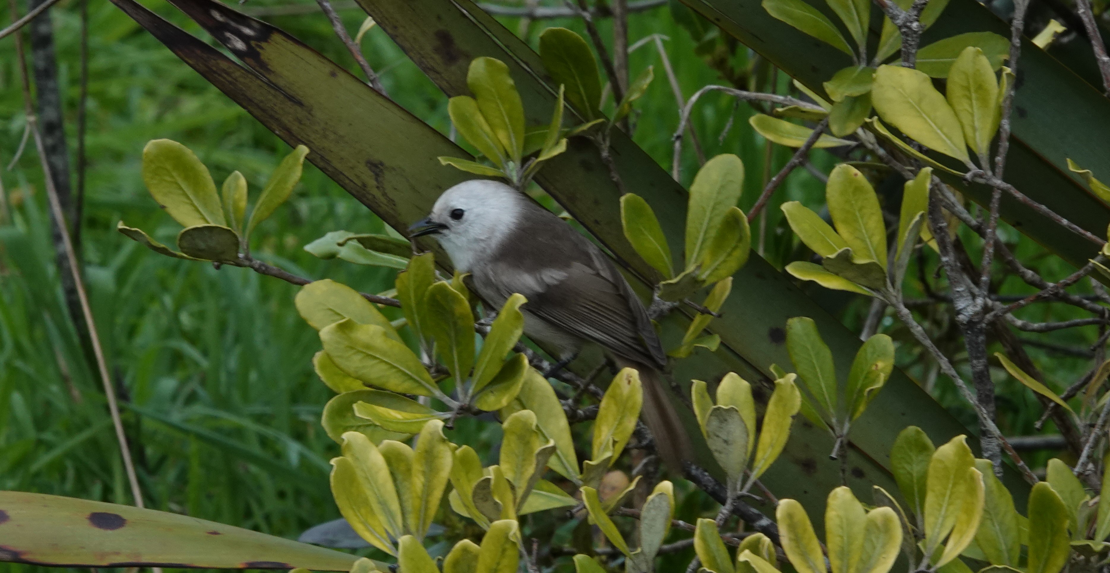 Home - Motuihe Island Restoration Trust